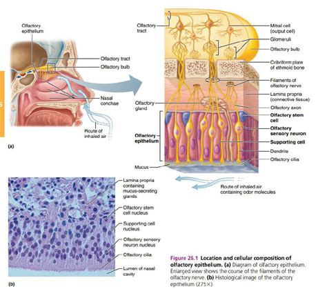 Oflactory Epithelium Artofit