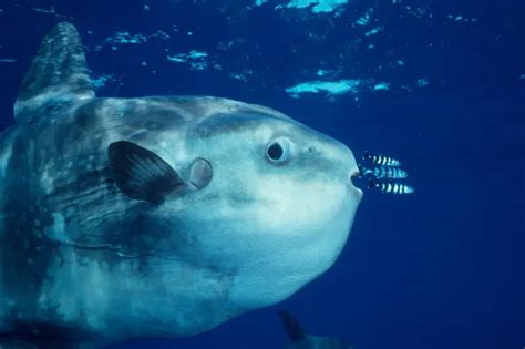 What Do Sunfish Really Eat
