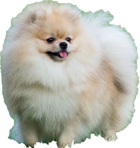 25 Jenis Anjing Kecil Lucu Bulu Kuciing