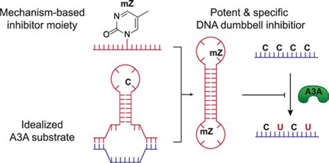 structure guided design of a potent and specific inhibitor against the