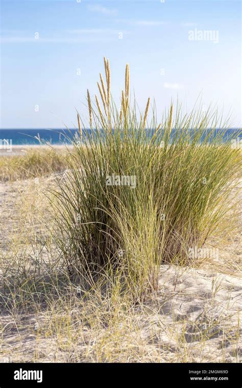 Marram Grass Ammophila Arenaria Ssp Arenaria Cotes Darmor France