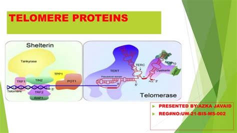 Telomere Protiens Pptx