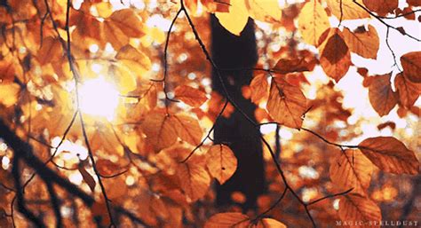 Autumn Leaves Falling 