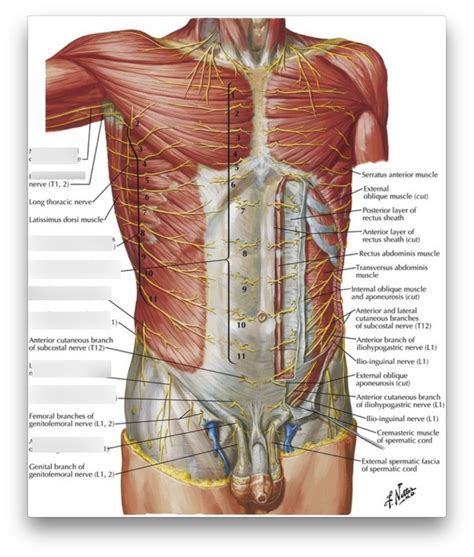 Nerves Of Anterior Abdominal Wall Diagram Quizlet
