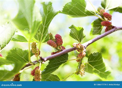 Verse Moerbeiboom Groene En Rode Moerbeibomen Op De Tak Van Boom Stock