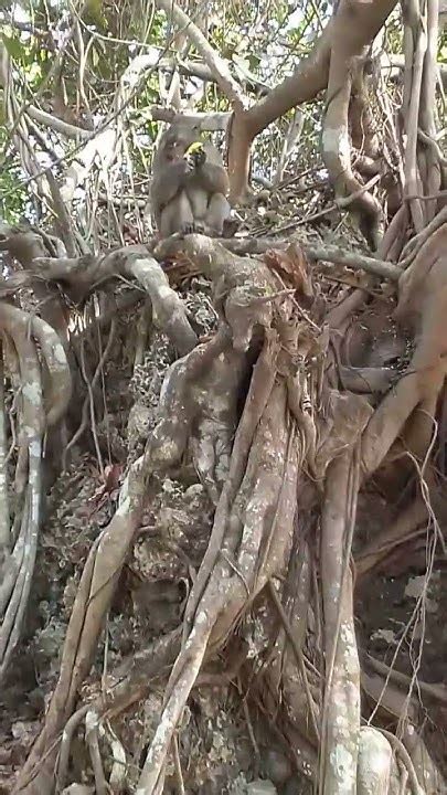 Galing Ng Ongoy Youtube