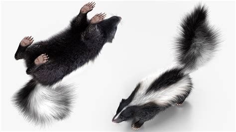 Skunk Fur 3d Model 149 Max Free3d