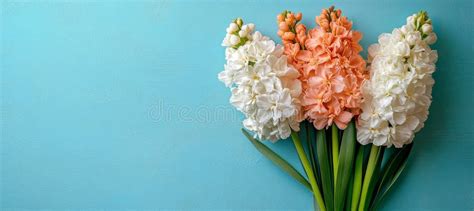 Spring Floral Background Bouquet Of Delicate White And Peach Mattiola Flowers On A Light Blue