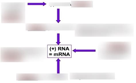 Diagram Of Baltimore Classification Quizlet
