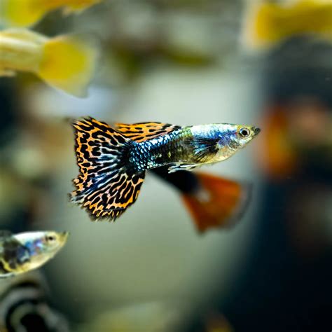 Fancy Male Guppy Roxy Aquarium