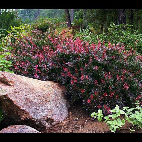 Барбарис тунберга Атропурпурея Нана (Atropurpurea Nana)