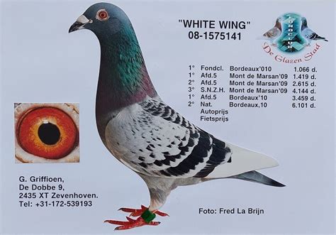 Veiling Zomerjongen Nationaal Kampioen Gerard Griffioen 2 Marathonduivenjournaal