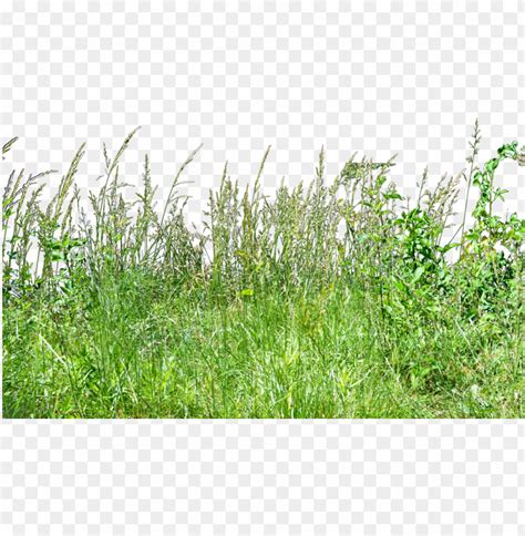 Tall Grass Texture Minecraft