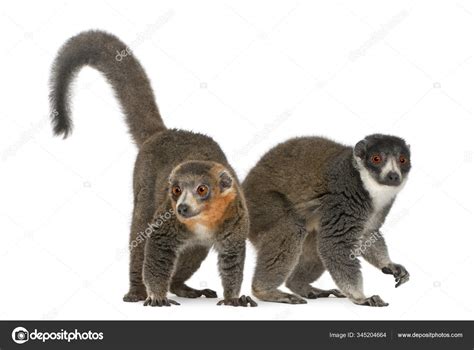 Female And Male Mongoose Lemurs Eulemur Mongoz 24 And 26 Years