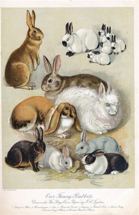 Vintage Rabbit Illustration