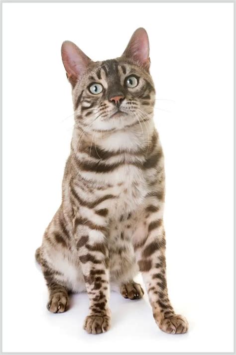 可爱狸花猫猫咪摄影图 众图网 花瓣网