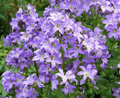 Comment Identifier Les Fleurs Mauves Dans Votre Jardin