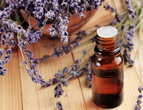 芳樟醇的天然来源