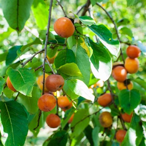 Gurneys Seed And Nursery Fruit Tree Caramel Cocktail Persimmon Starter Bareroot 90560 At