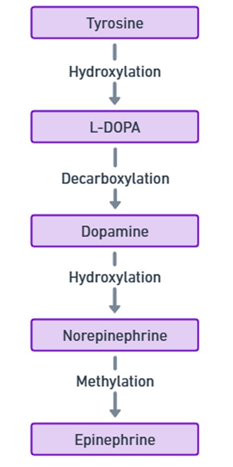 Epinephrine Synthesis N Nitroso Epinephrine Impurity 9 Cleanchem