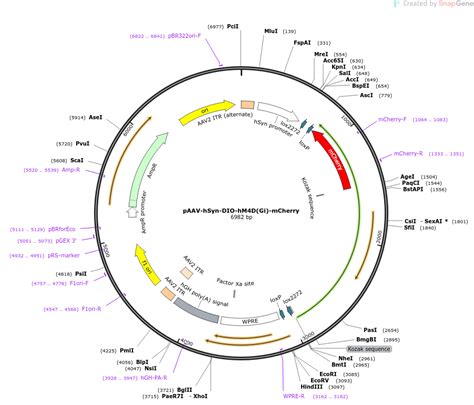 Addgene Paav Hsyn Dio Hm4d Gi Mcherry