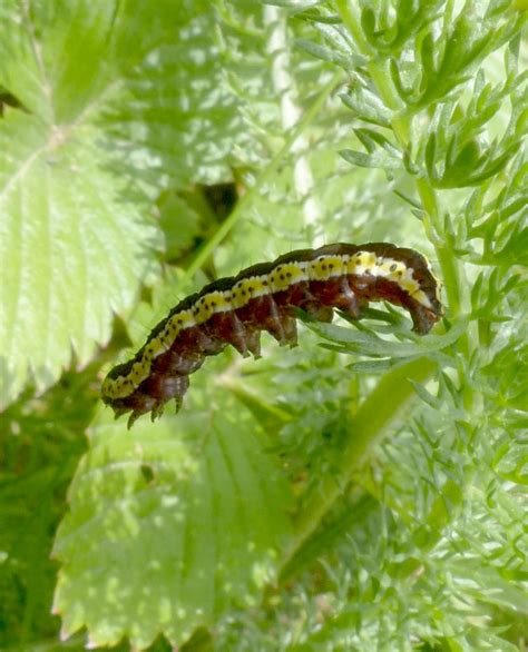 Réf 179739 — Insecta Lepidoptera Noctuidae Cucullia Cucullia