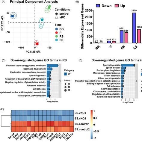 Ythdf2 Depletion Disrupts Transcriptome In Late Spermatogenesis A