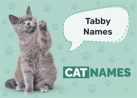 Girl Tabby Cats Names At Bill Henson Blog