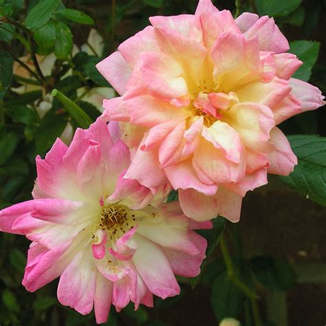 Phyllis Bide Altamont Plants