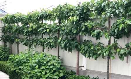 Nz Hedge Plants And Advice From The Plant Experts