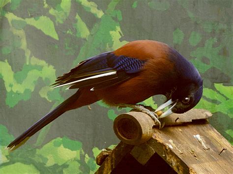 Lidths Jay Photos And Wallpapers Collection Of The Lidths Jay Pictures