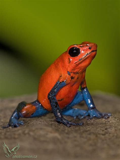 Třísložkové Karty… Zvířata 2 část Růst Společně