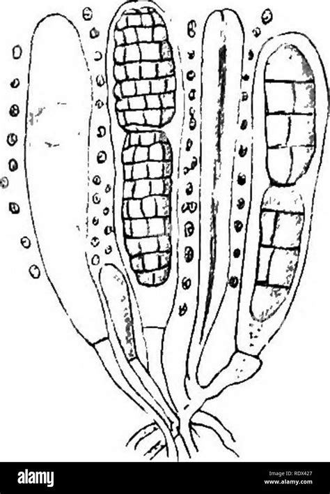 Lichens Lichens 28 Constituents Of The Lichen Thallus Growing Cells