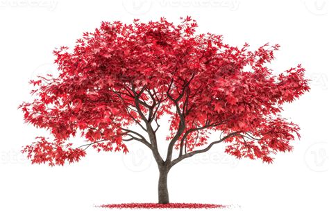 Un Vibrante Rojo árbol Con Lozano Follaje Y Un Robusto Trompa Creando