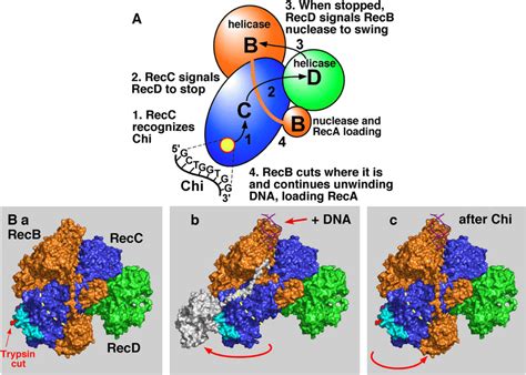 Models For Chi Hotspot Control Of Recbcd Enzyme A Signal