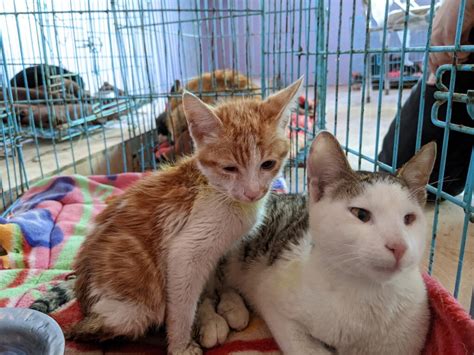 Improve Hospital Care For Rescued Cats In India Globalgiving