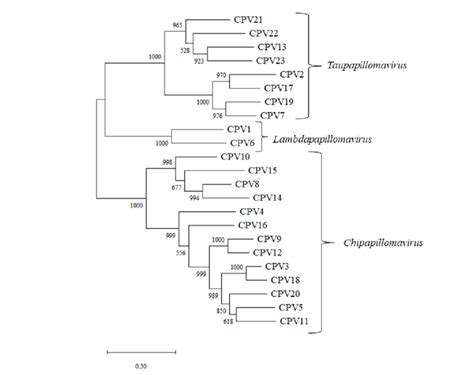 Midpoint Maximum Likelihood Phylogenetic Tree Based On L1 Nucleotide