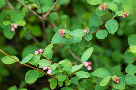 10 Dwarf Creeping Snowberry Shrub White Pink Flower Symphoricarpos Mol