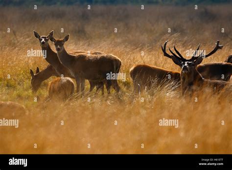 A Magnificent Royal Stag 12 Pointer Holds A Big Herd Of Hinds Which