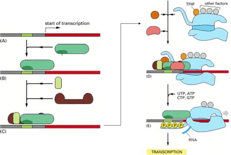 Cours 4 La Transcription Et La Traduction Diagram Quizlet