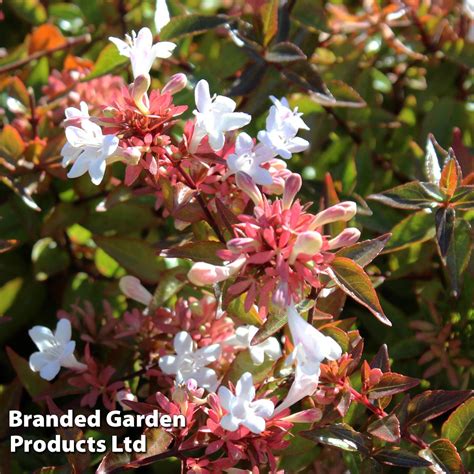 Abelia X Grandiflora Dobies