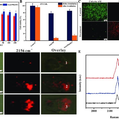 A Western Blots Of Cd44 Expression In 4t1 Tumors Treated With Download Scientific Diagram