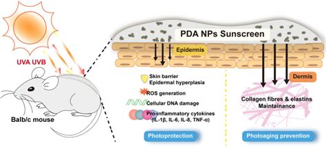 Bioinspired Polydopamine Nanoparticles As Efficient Antioxidative And