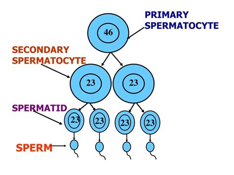 Ppt Male Reproductive System Powerpoint Presentation Free Download