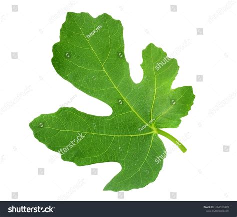 Fig Leaf Clipart