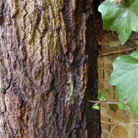 Beech Tree Bleeding Canker Page 4 Tree Health Care Arbtalk The