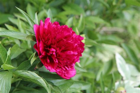 Peoni Peony Merah Botani Foto Gratis Di Pixabay Pixabay