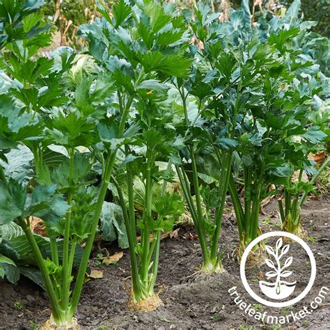 Celery Plant