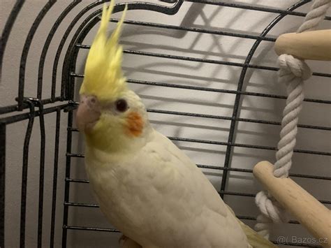 Korela Frýdek Místek Bazošcz