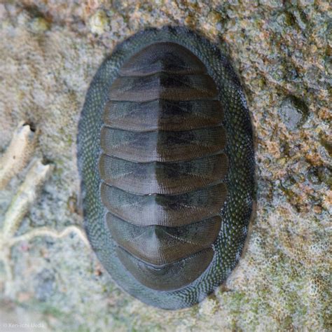 Blue Green Chiton Chitons Of New Zealand · Inaturalist